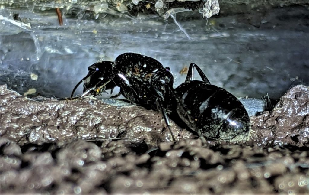 Carpenter or Carpenter Ant? Check your Frass — Wenatchee Home Inspection